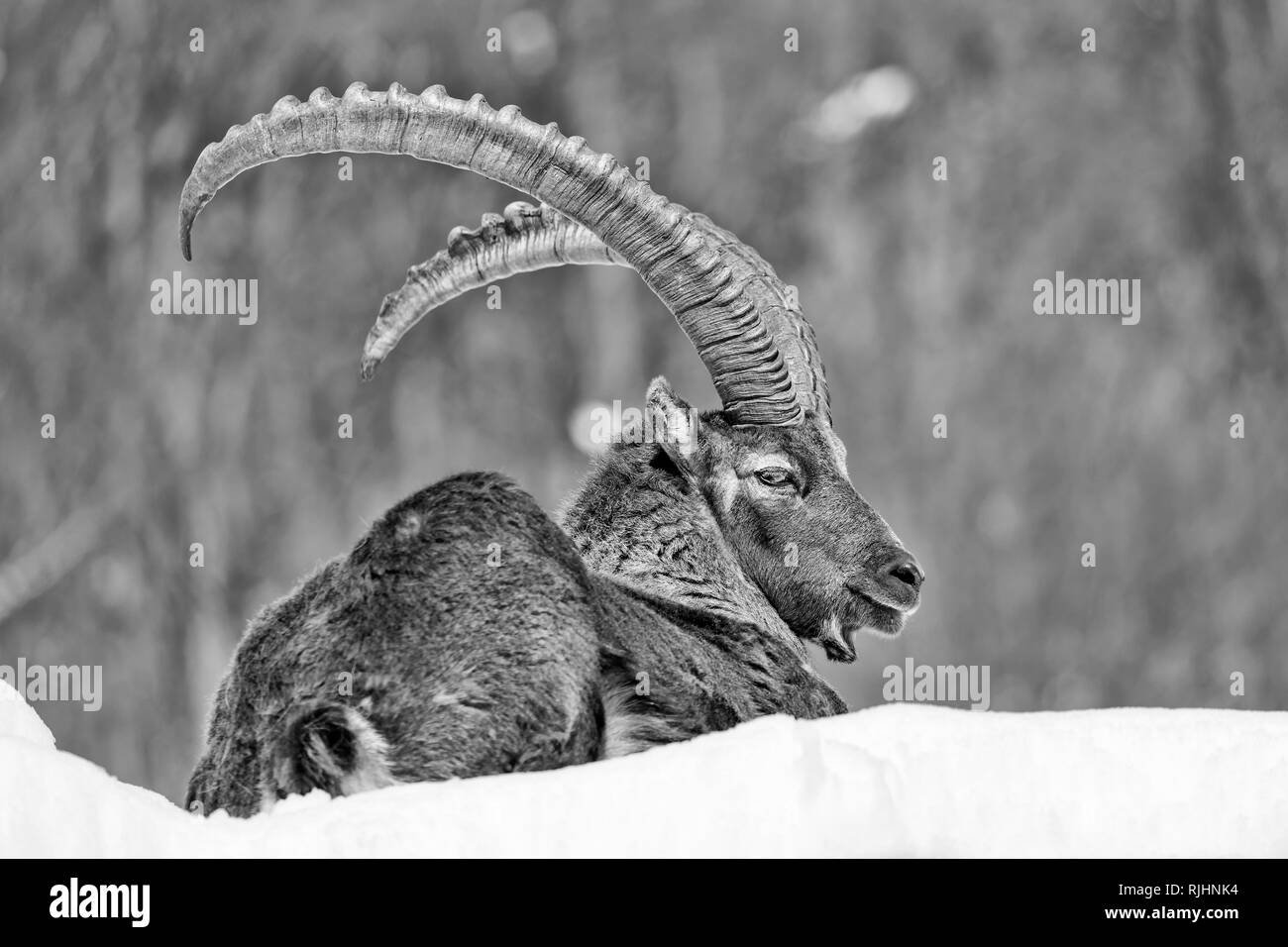 Wonderful and detailed portrait of Ibex in the snow, Alps mountains ...