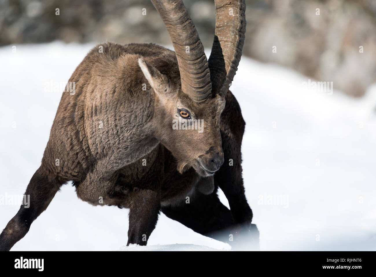 The furious ibex mountain (Capra ibex Stock Photo - Alamy