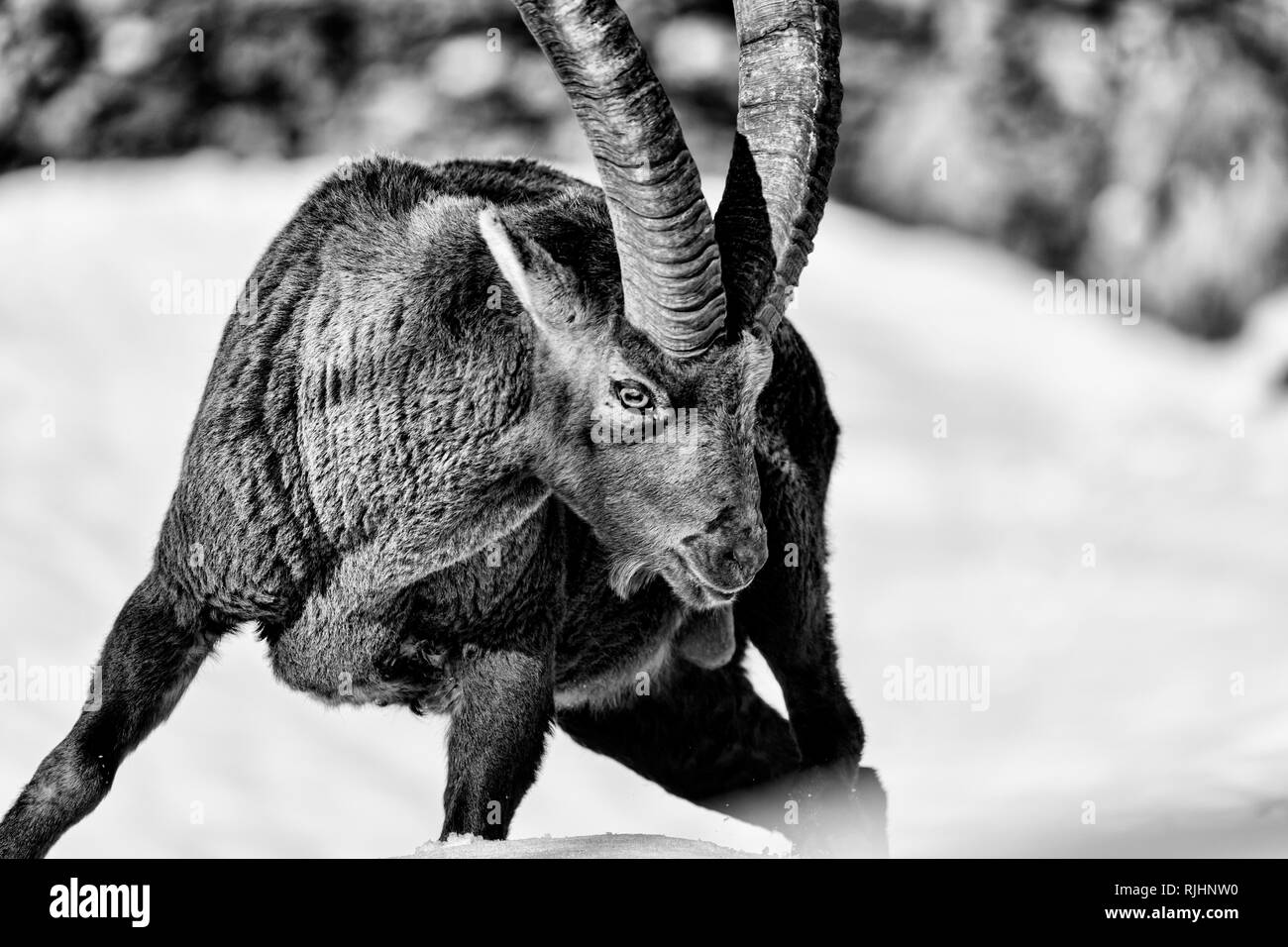Mighty alpine ibex in Black and White Stock Photos & Images - Alamy