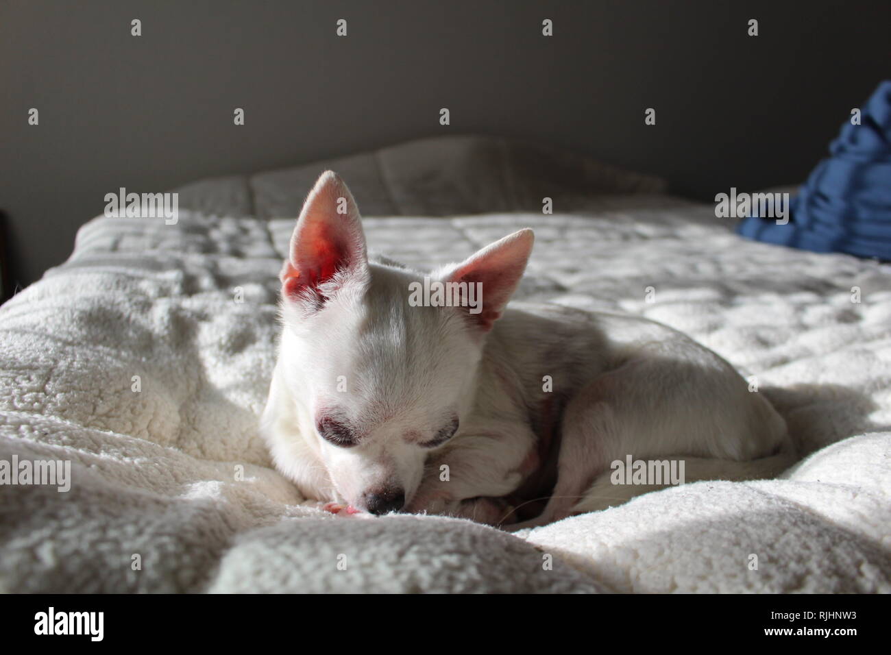 Dog squinting eyes hi-res stock photography and images - Alamy