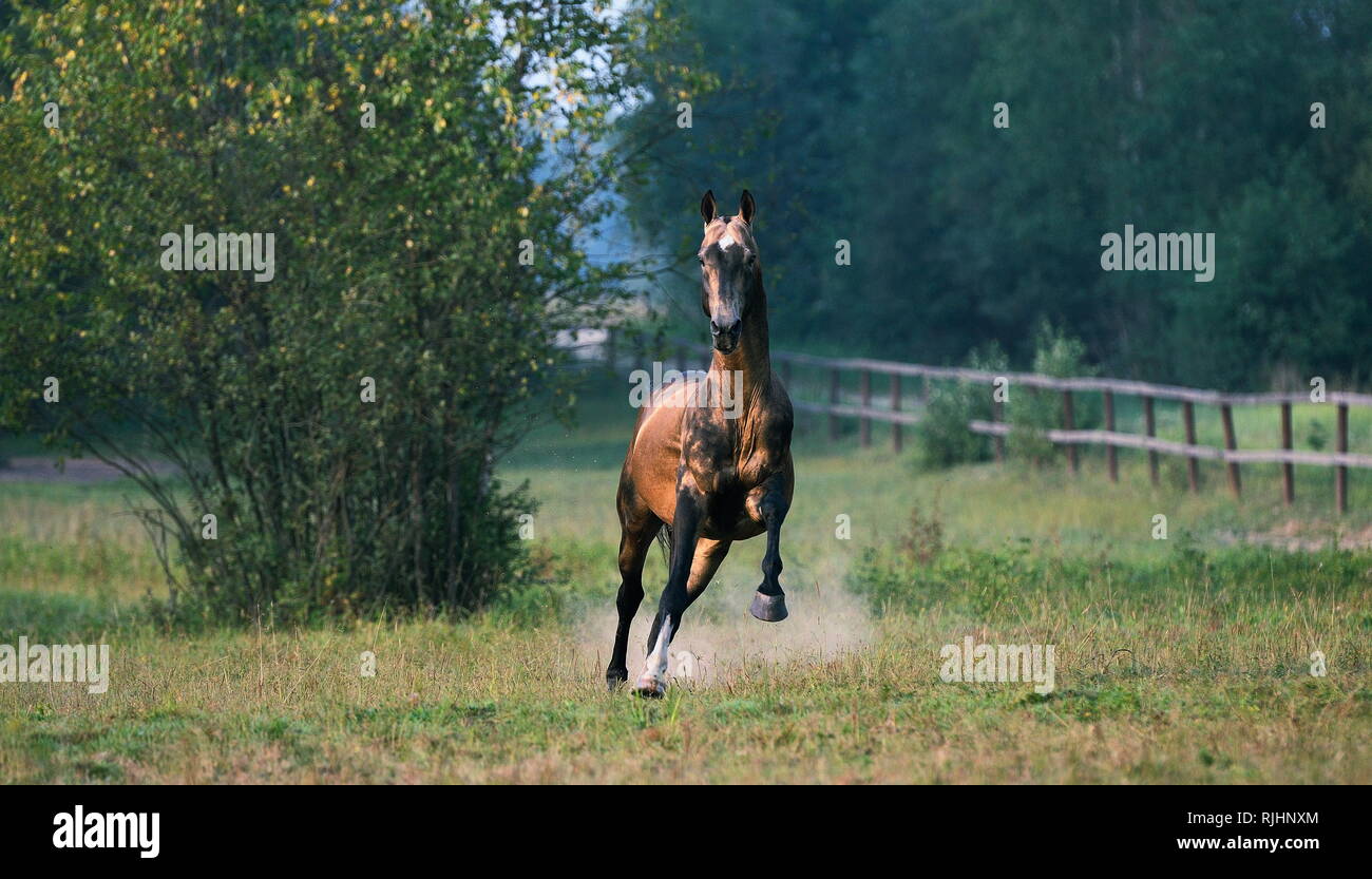 Crazy stallion dashes forward while being in the summer paddock ...