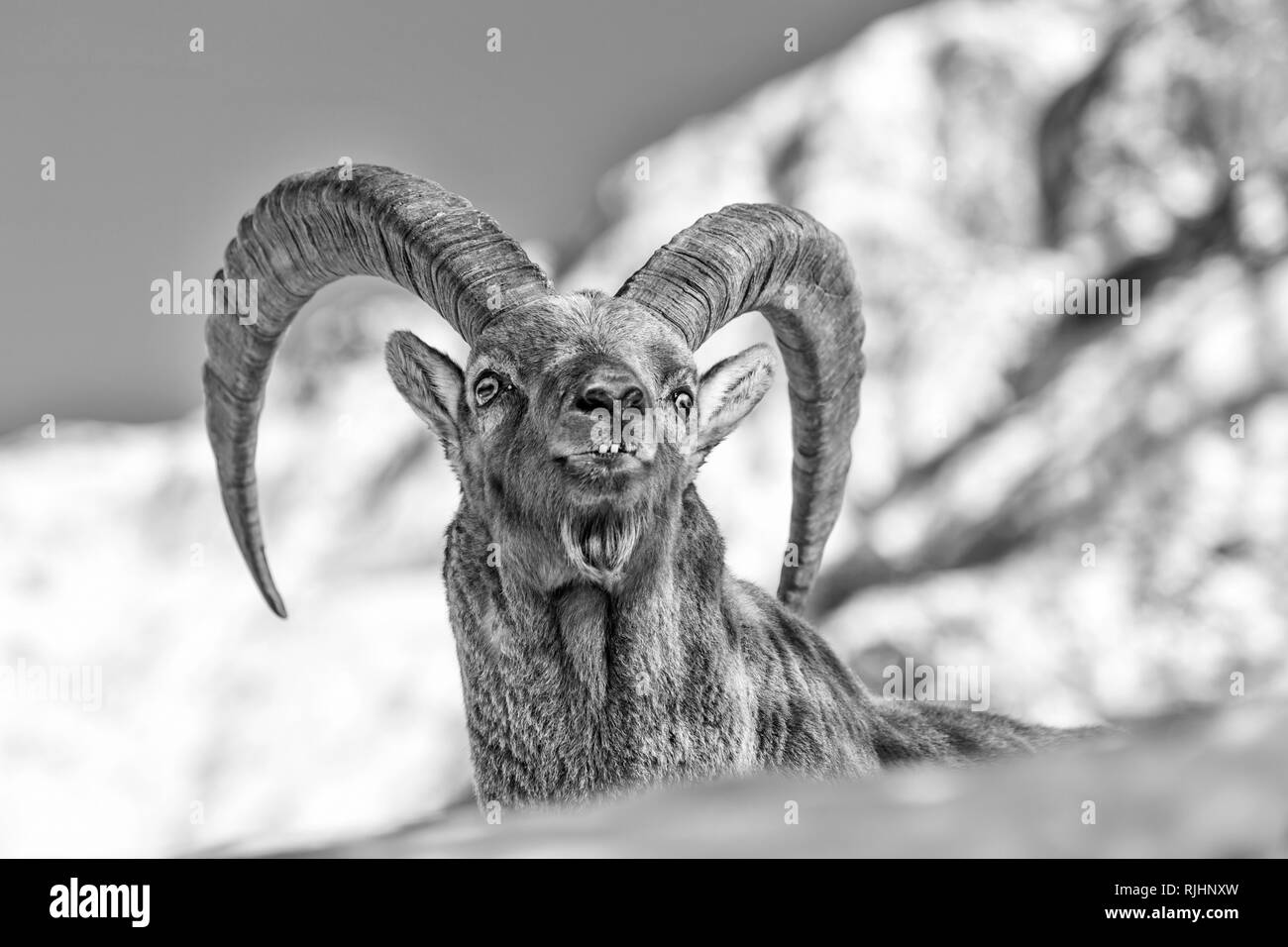 Wonderful and detailed portrait of Ibex in the snow, Alps mountains ...