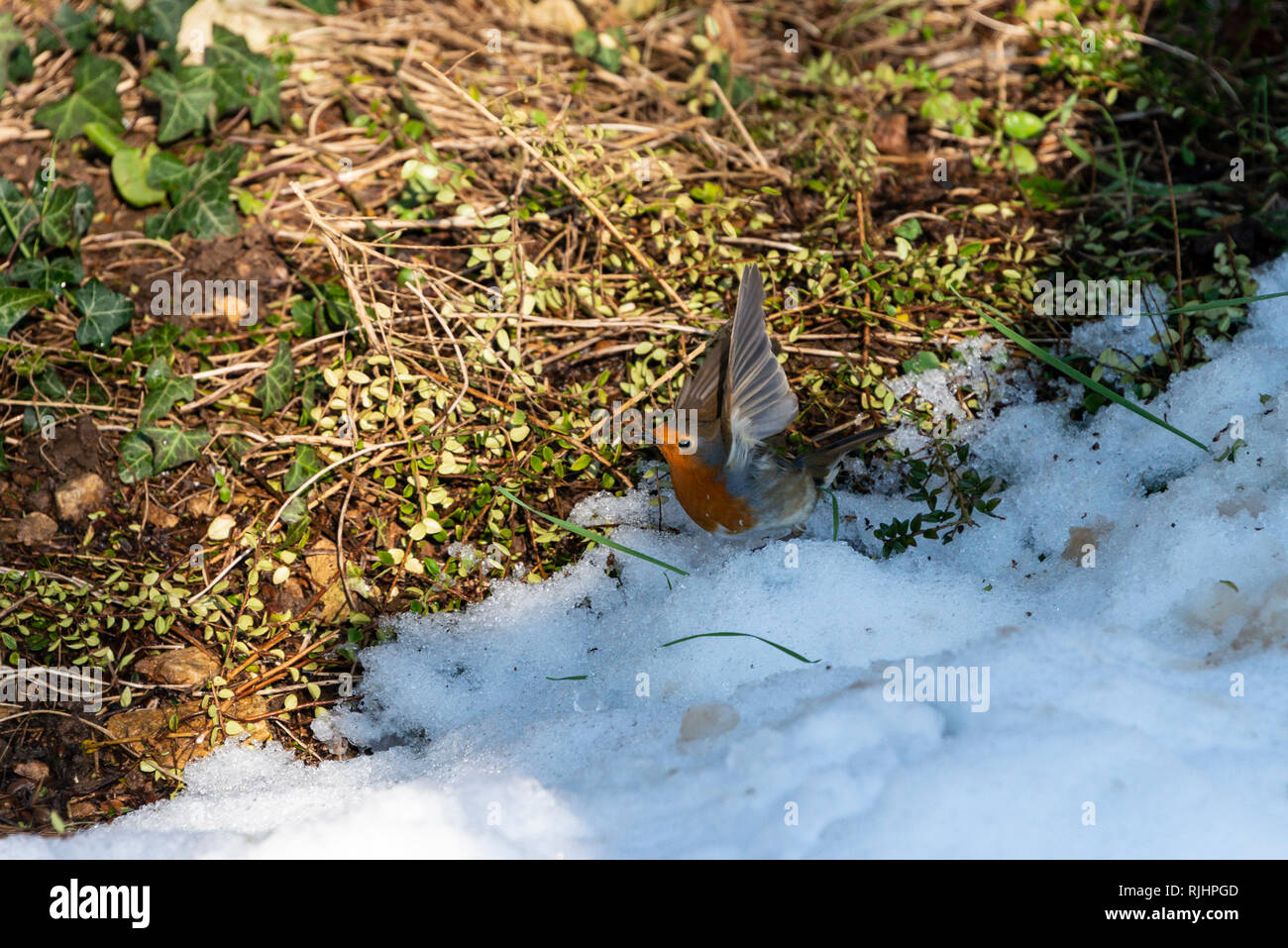 Robin flying snow hi-res stock photography and images - Alamy