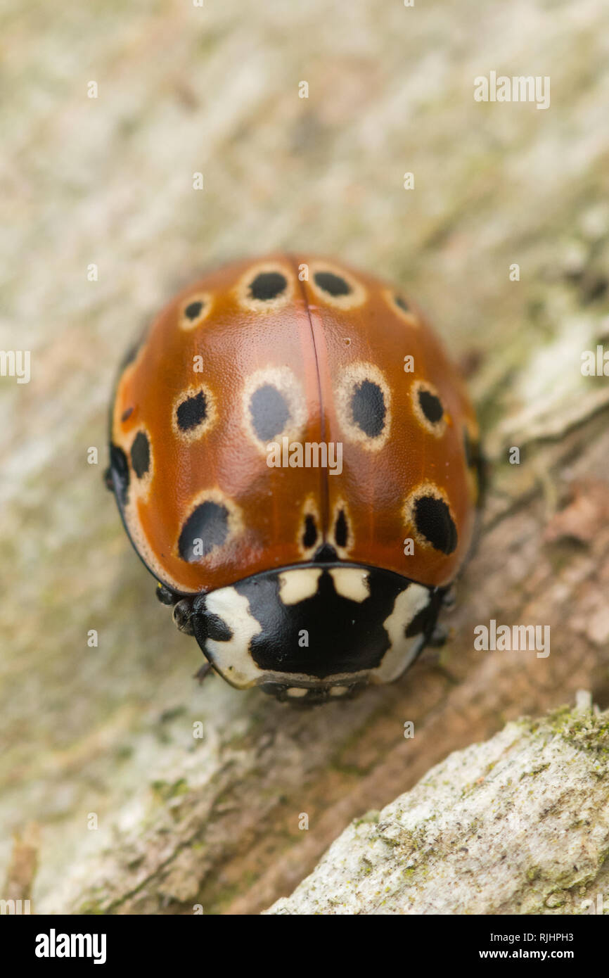 Eyed ladybird (Anatis ocellata), also called eyed ladybug, the largest ...