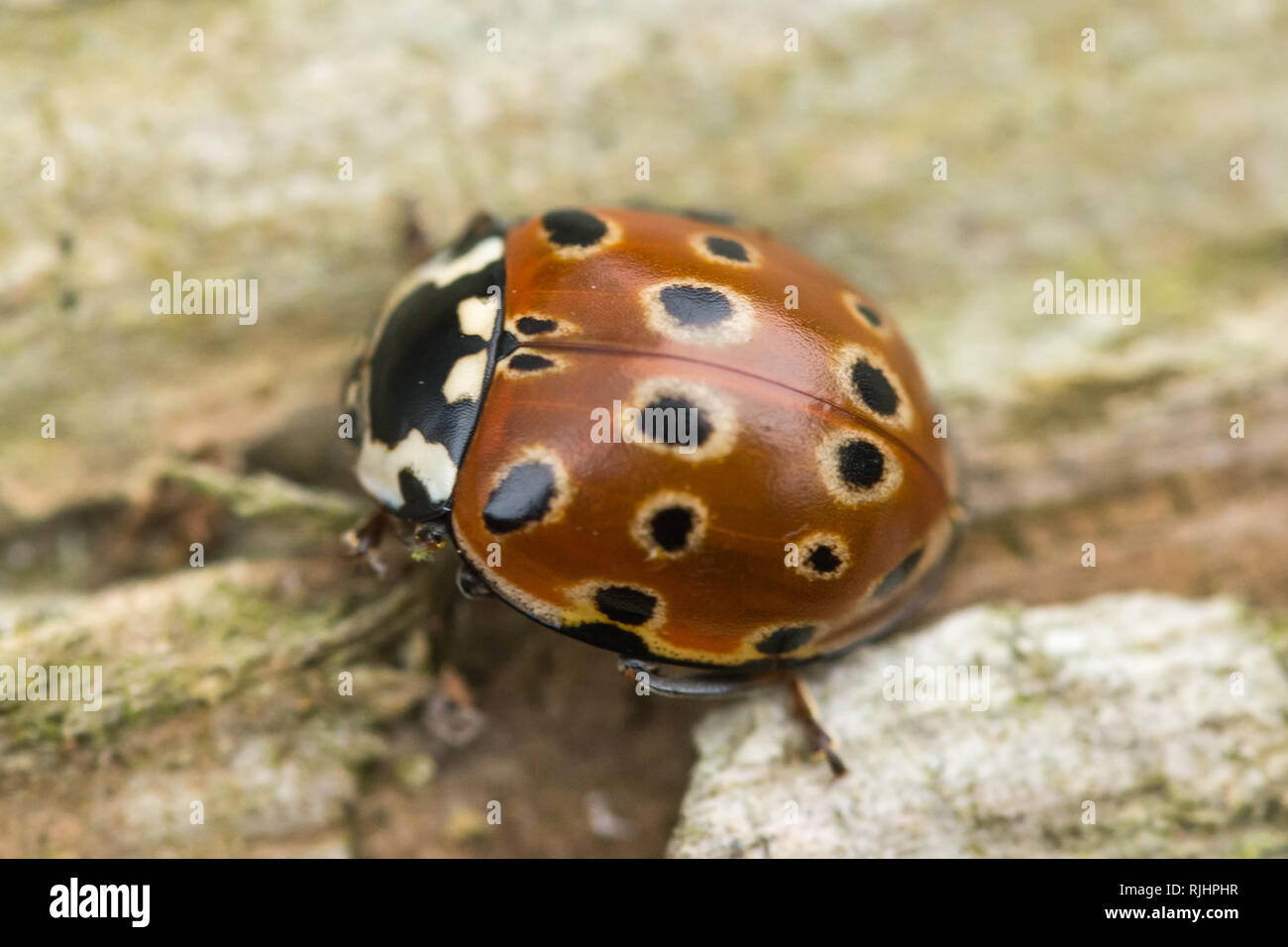 Eyed ladybird (Anatis ocellata), also called eyed ladybug, the largest ...