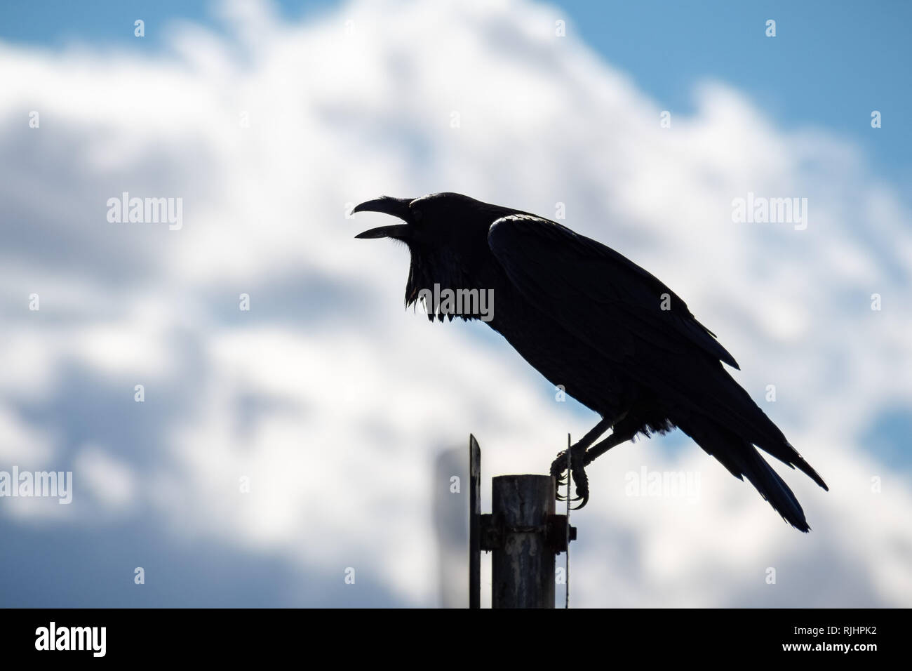 Raven sky animal wildlife hi-res stock photography and images - Alamy