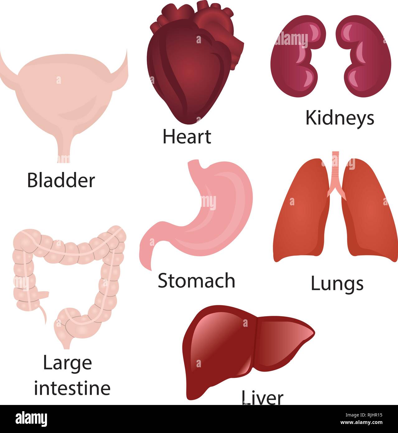Set of Human Organs Collection. Anatomical and biological vector ...