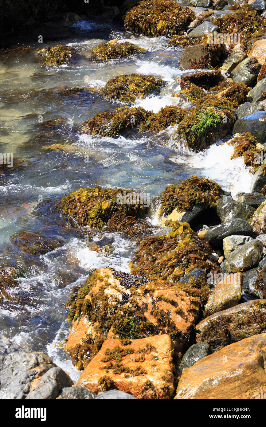 Chile, Vina del Mar, seashore, rocks, moss, waves Stock Photo - Alamy