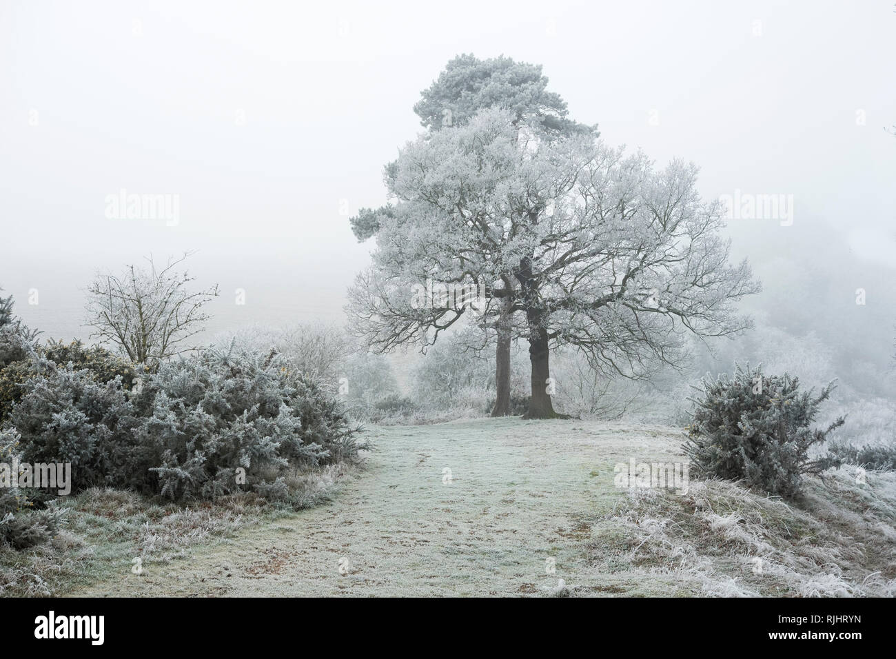 Frost covered rural tree and path Stock Photo - Alamy