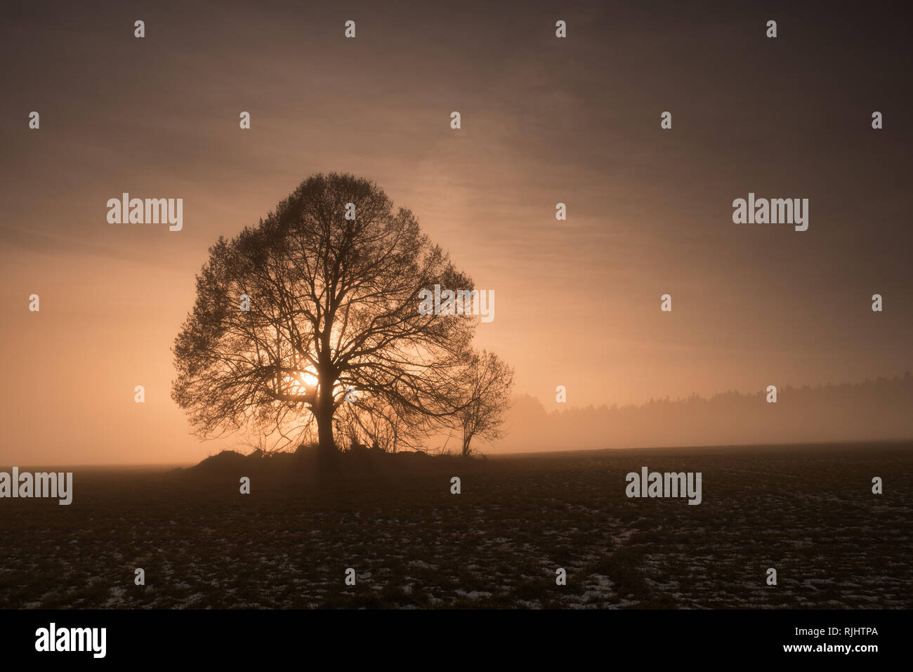 Linden tree hi-res stock photography and images - Alamy