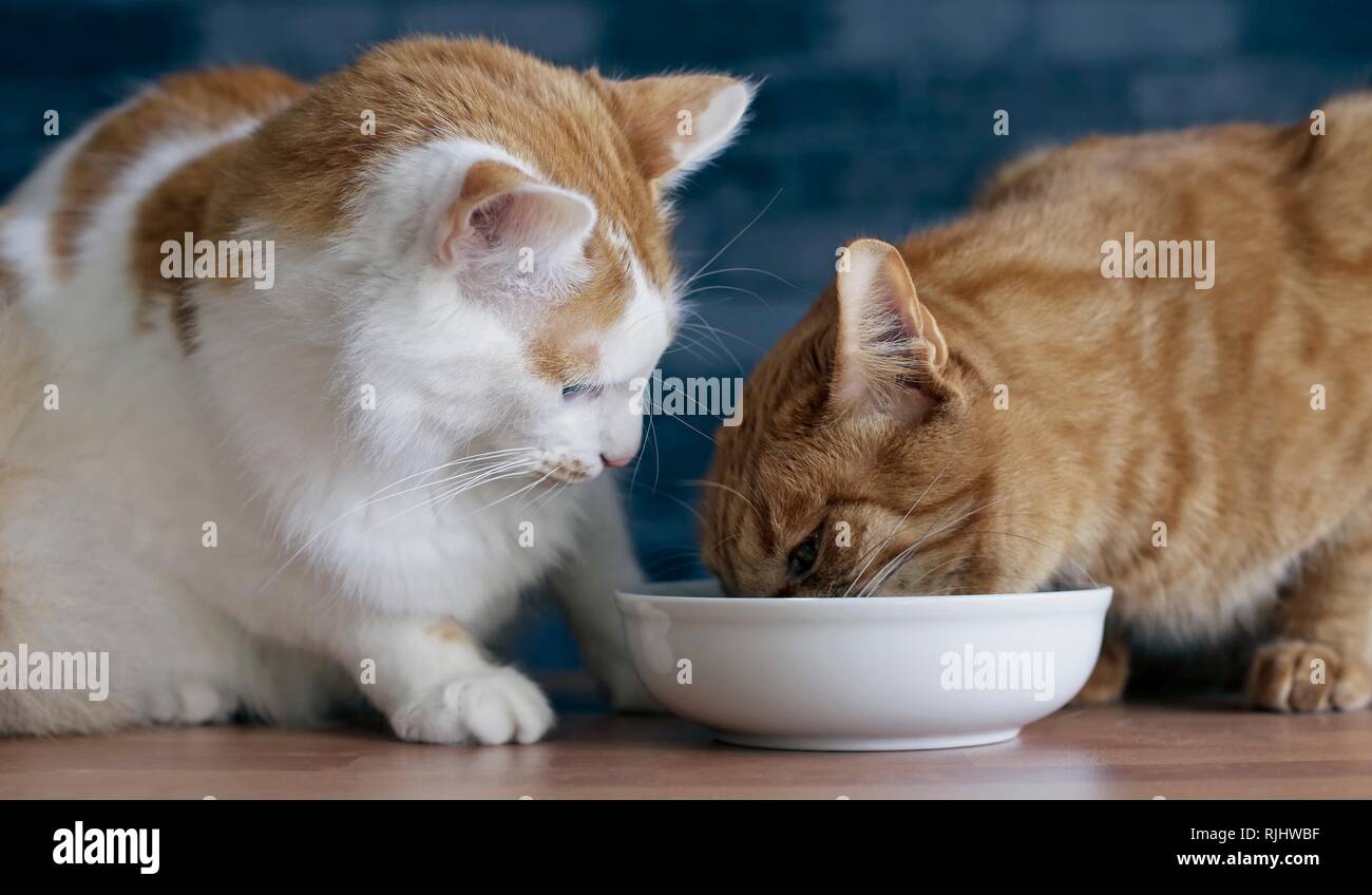 Shared bowl hi-res stock photography and images - Alamy