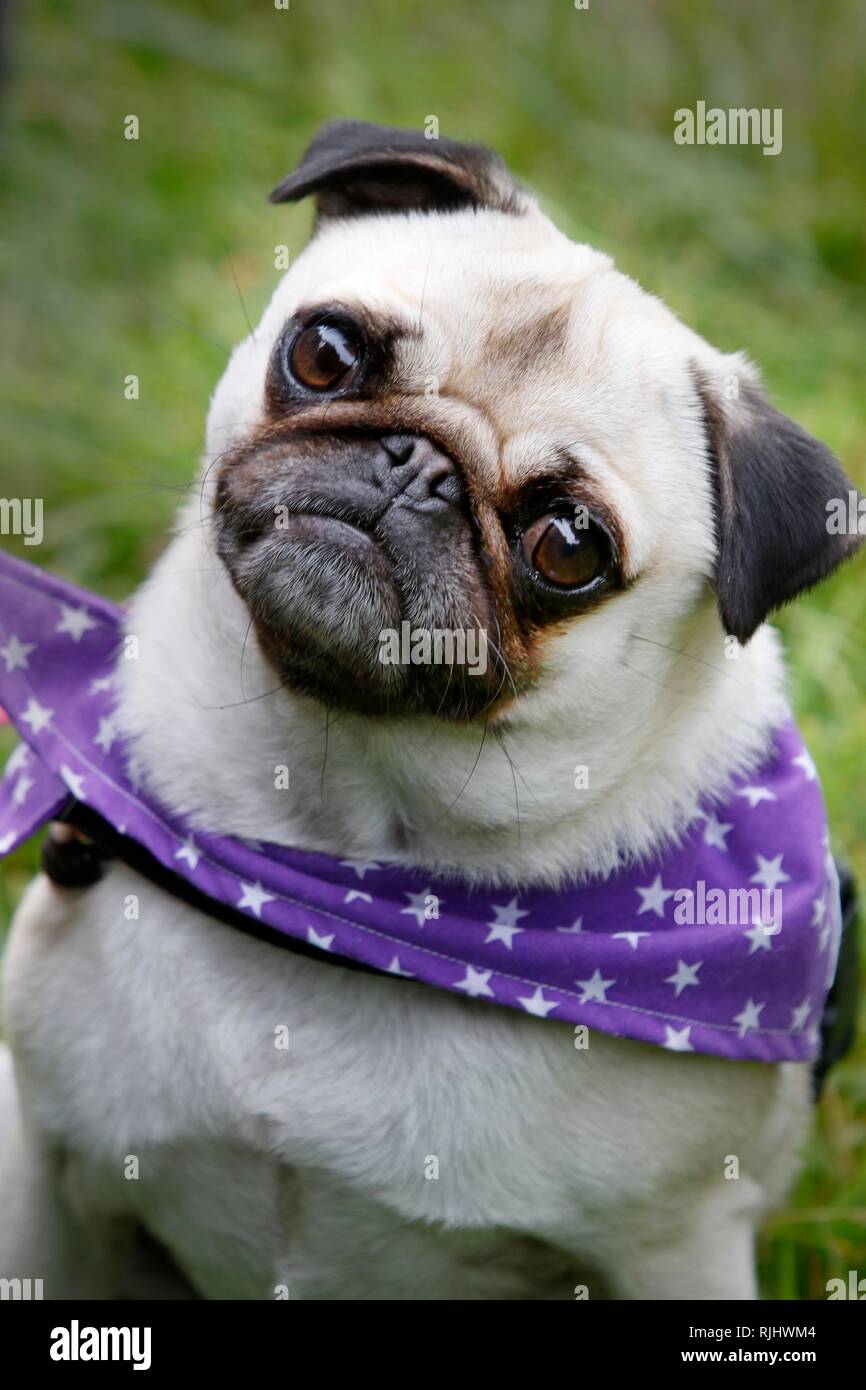 Lots of love for pugs as dozens of owners and their pugs join the Pug ...