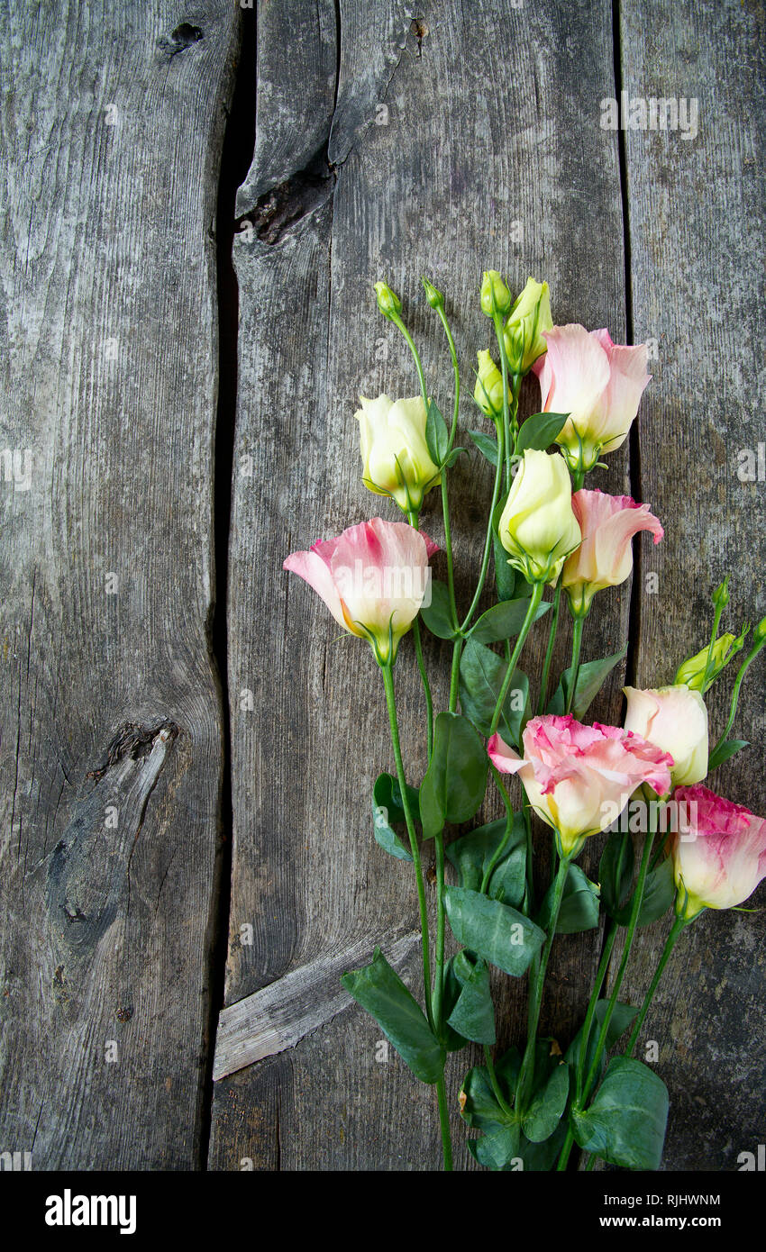 Beautiful pink eustoma flowers hi-res stock photography and images - Alamy