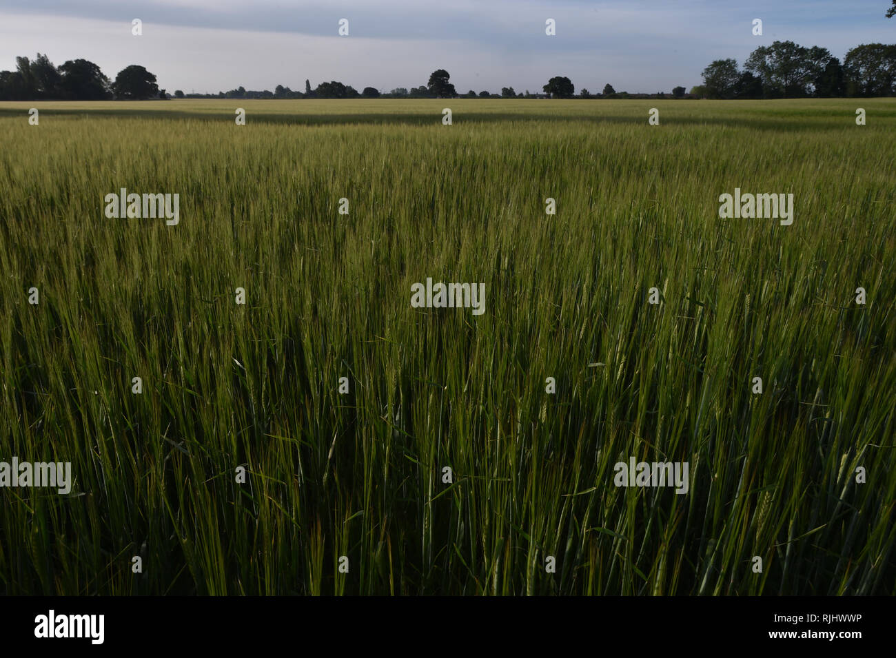 Arable fields hi-res stock photography and images - Alamy
