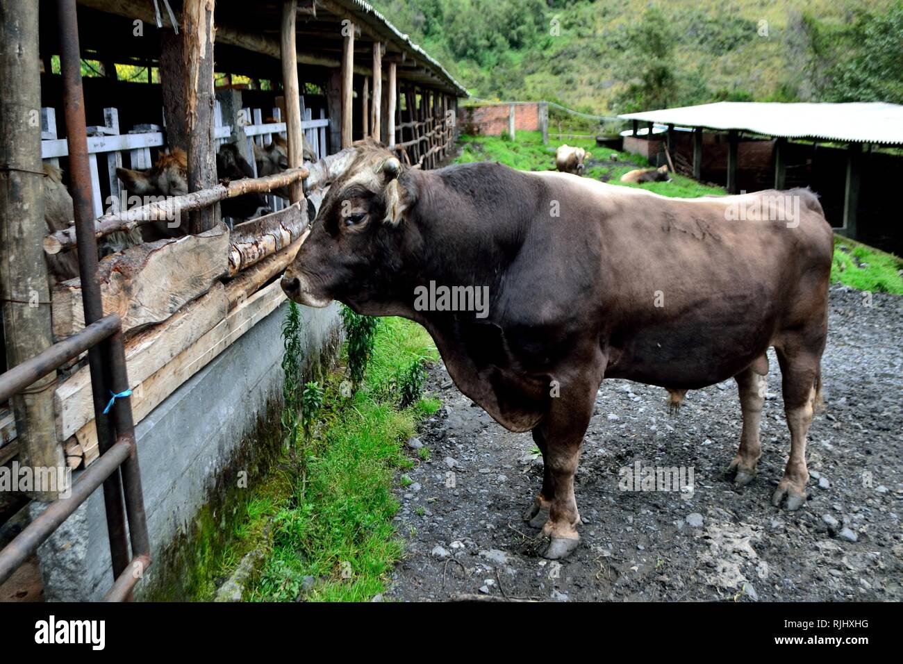 Stallion bull in YANAMA - National park HUASCARAN. Department of Ancash ...