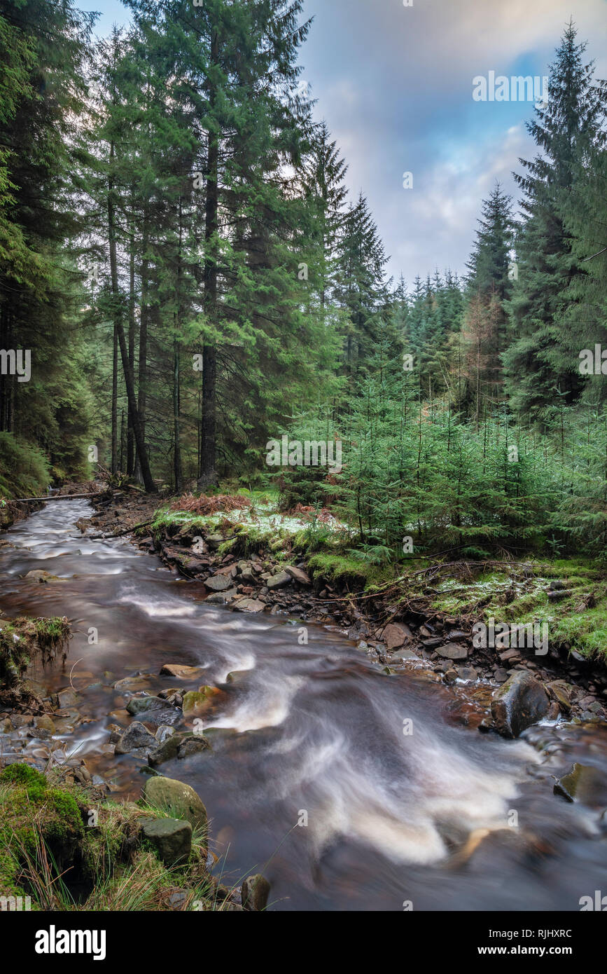 Beautiful dramatic landscape image of small brook flwoing through pine ...