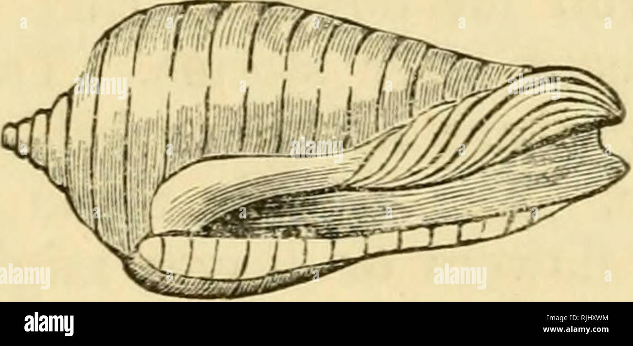 . Beautiful shells : their nature, structure, and uses familiarly ...
