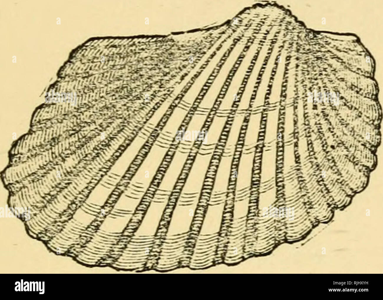 Ark conchology hi-res stock photography and images - Alamy