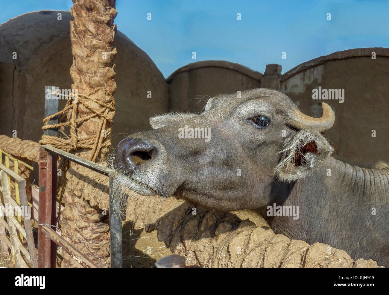 Buffalo breeding hi-res stock photography and images - Alamy