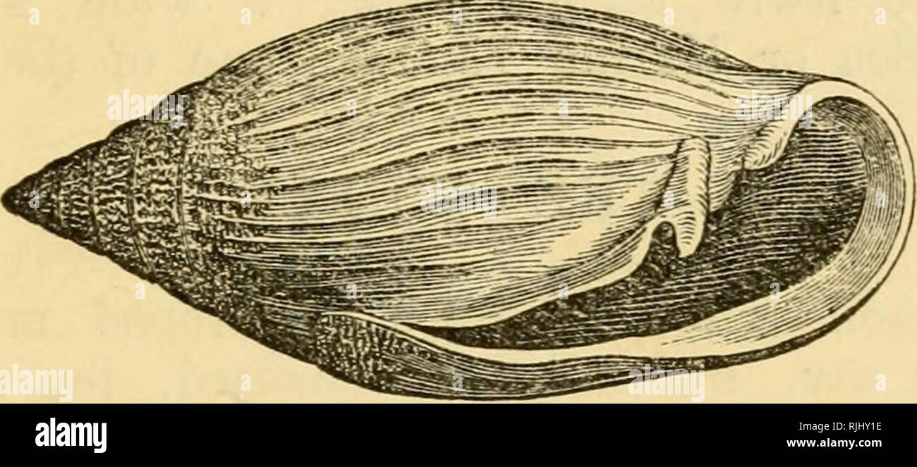 Purple shells for dye hi-res stock photography and images - Alamy