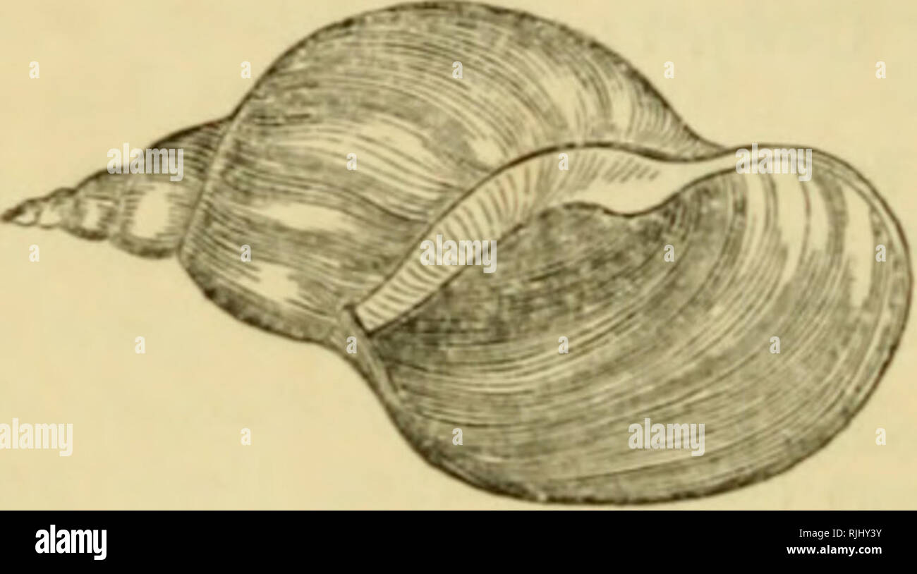 . Beautiful shells : their nature, structure, and uses familiarly ...