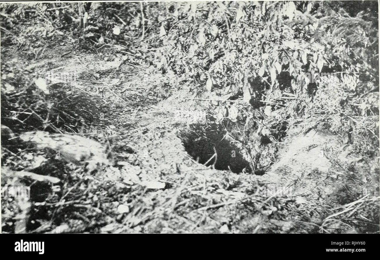 Pit bull digging hi-res stock photography and images - Alamy