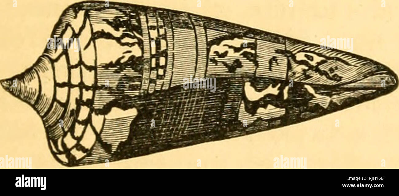 Univalve shells hi-res stock photography and images - Alamy