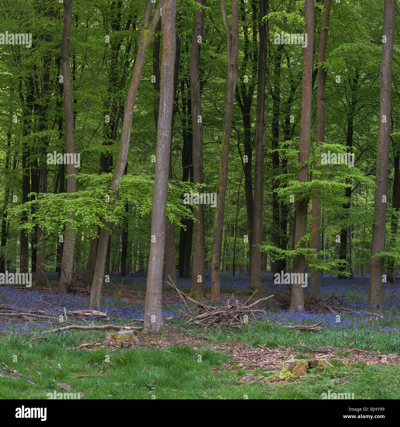 Beautiful bluebell forest landscape image in morning sunlight in Spring ...