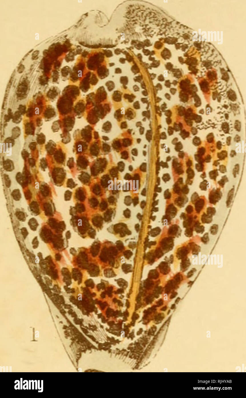 Shells With Names Stock Photos & Shells With Names Stock Images - Alamy