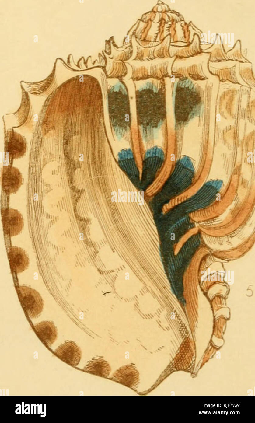 Shells With Names Stock Photos & Shells With Names Stock Images - Alamy