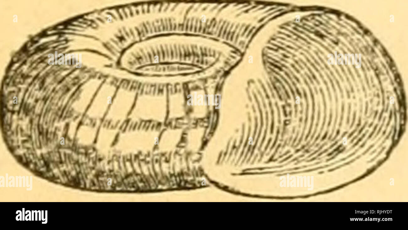 Shells With Names Stock Photos & Shells With Names Stock Images - Alamy