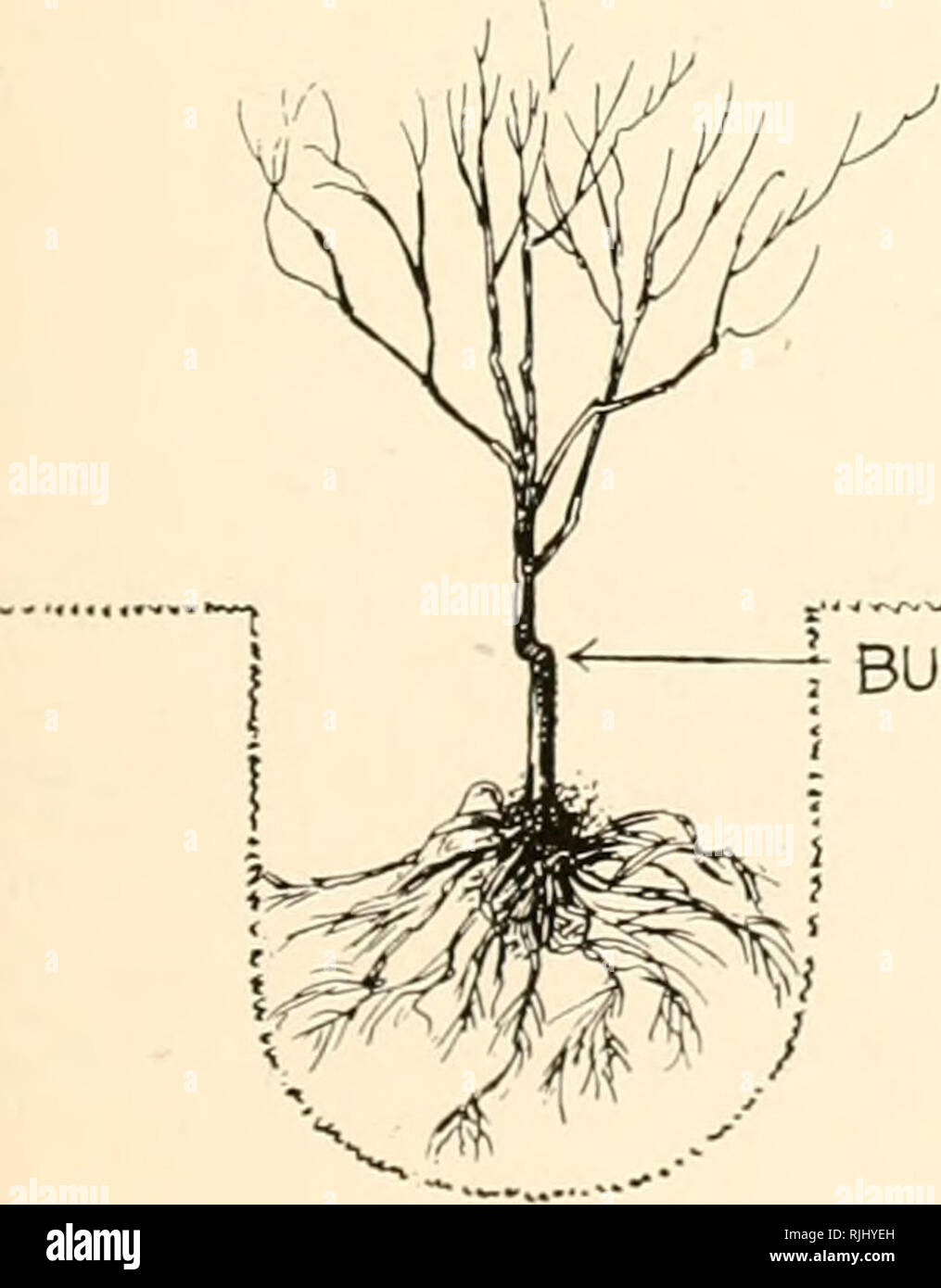 Setting down roots hi-res stock photography and images - Alamy