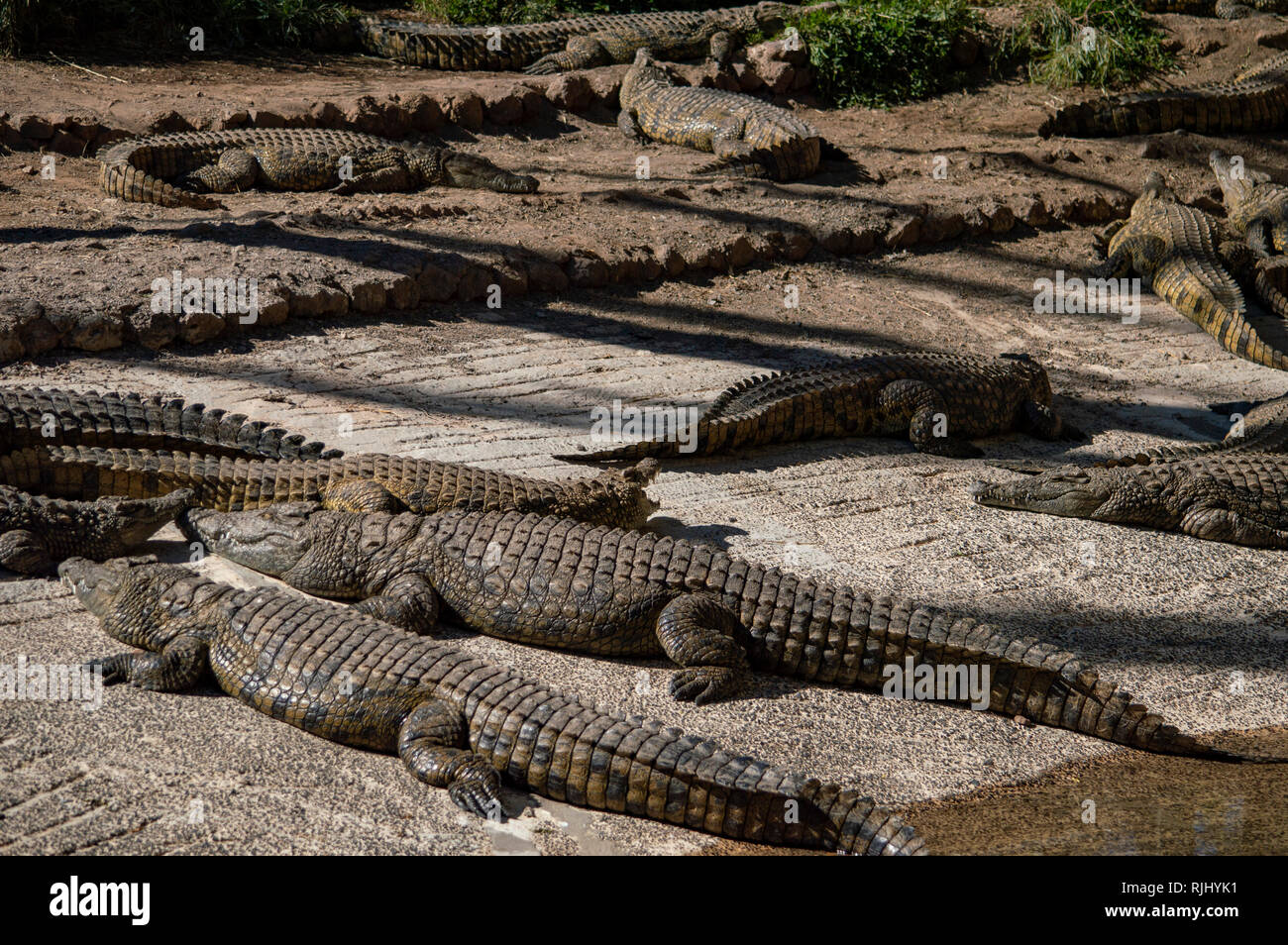 Crocodiles basking africa hi-res stock photography and images - Alamy