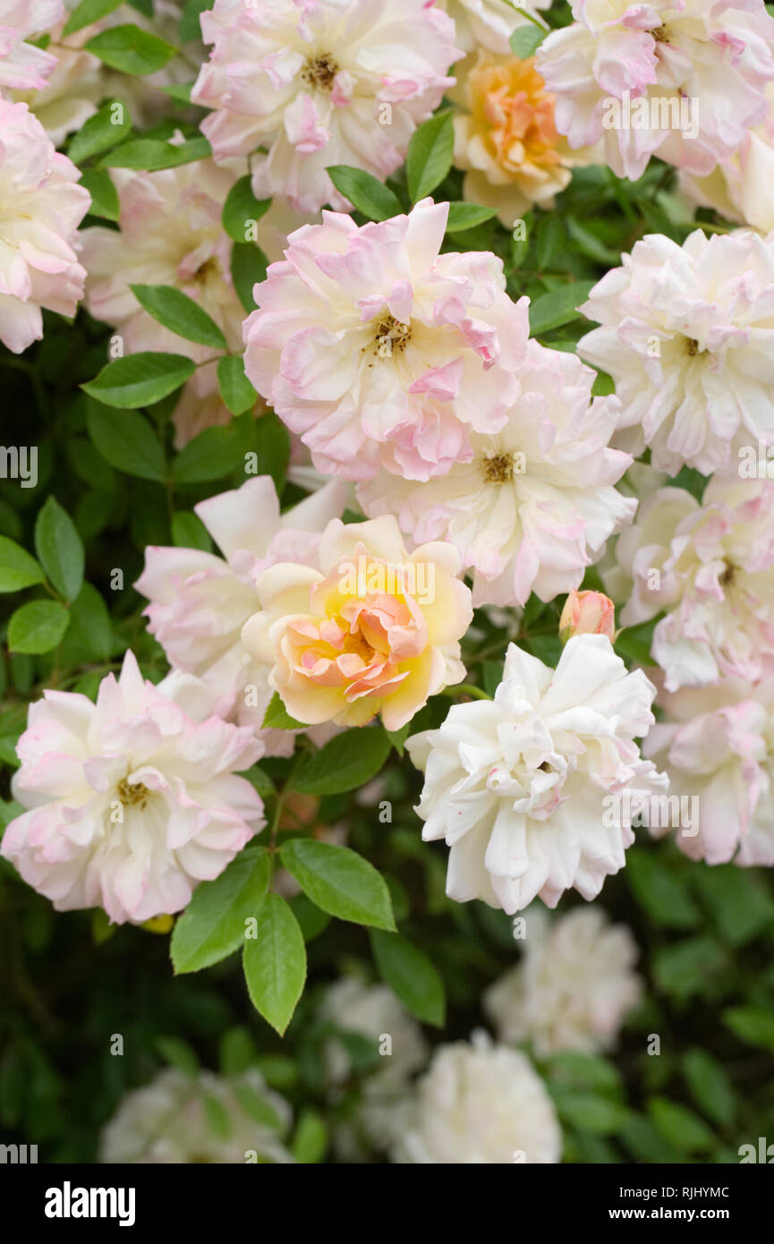 White rambling roses hi-res stock photography and images - Alamy