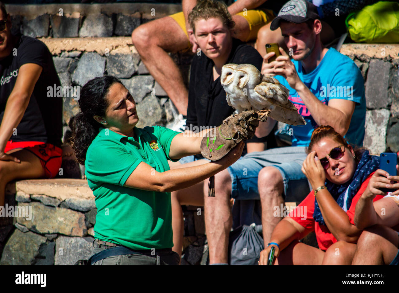Two barn owls at the Oasis Park in Fuerteventura, Canary Islands Stock ...