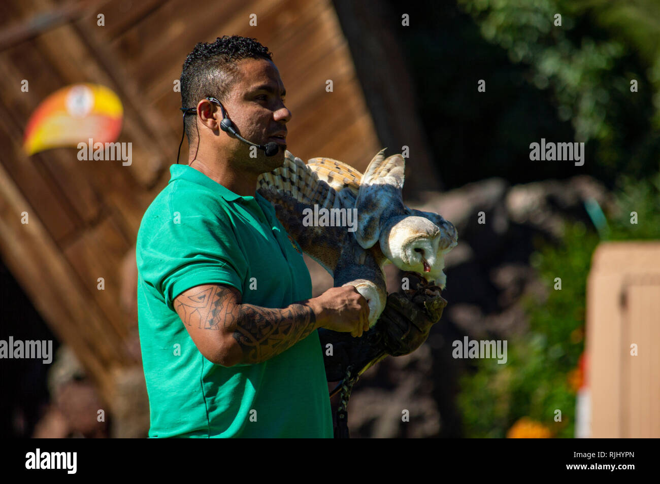 Two barn owls at the Oasis Park in Fuerteventura, Canary Islands Stock ...