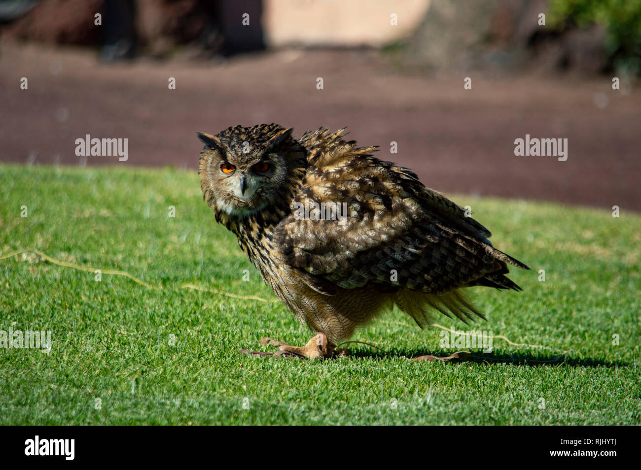 Spanish eagle owl hi-res stock photography and images - Alamy