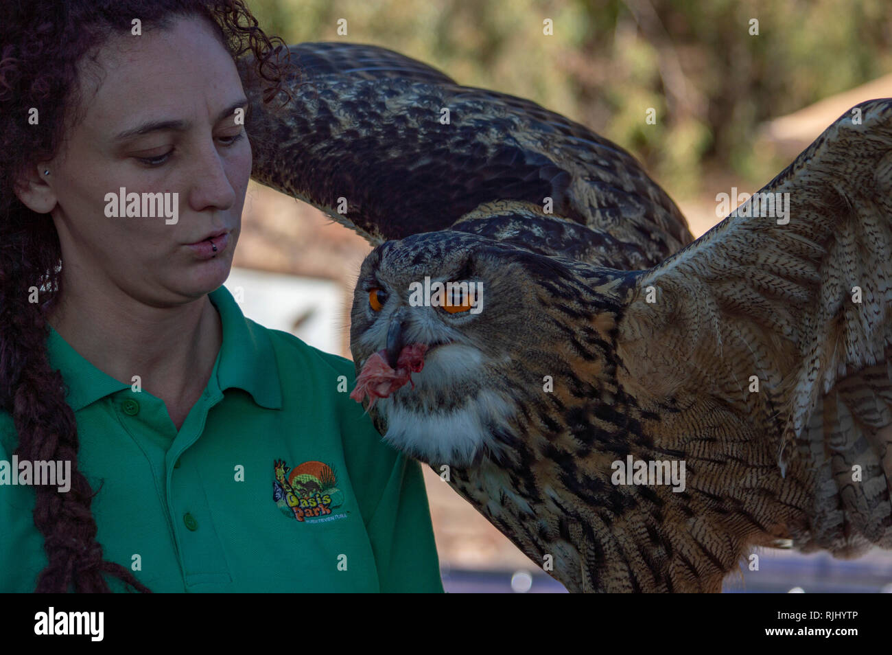 A horned owl at the Oasis Park in Fuerteventura, Canary Islands Stock ...