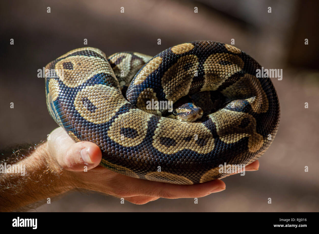 A snake at the Oasis Park in Fuerteventura, Canary Islands Stock Photo ...