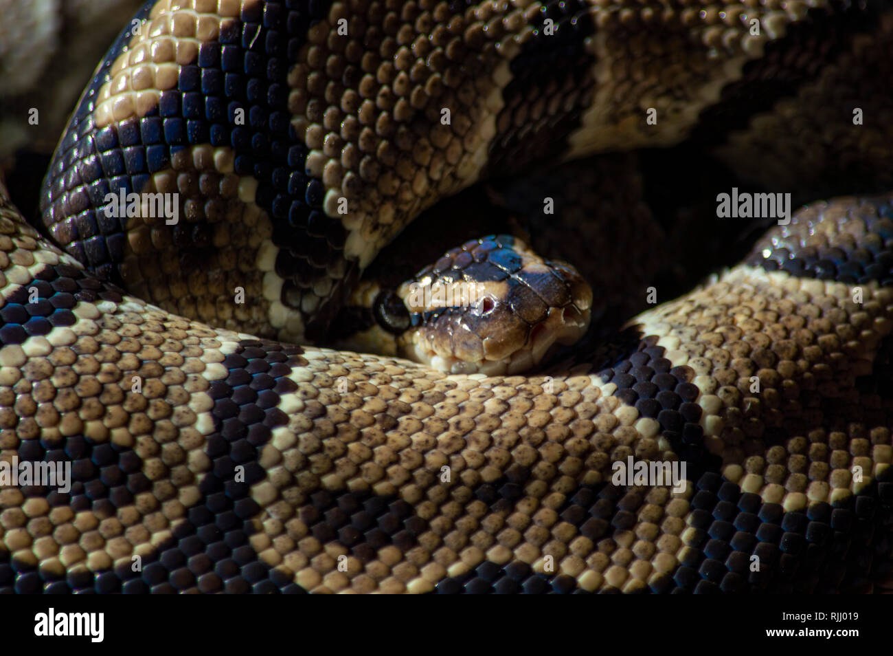 Snake curled up hi-res stock photography and images - Alamy
