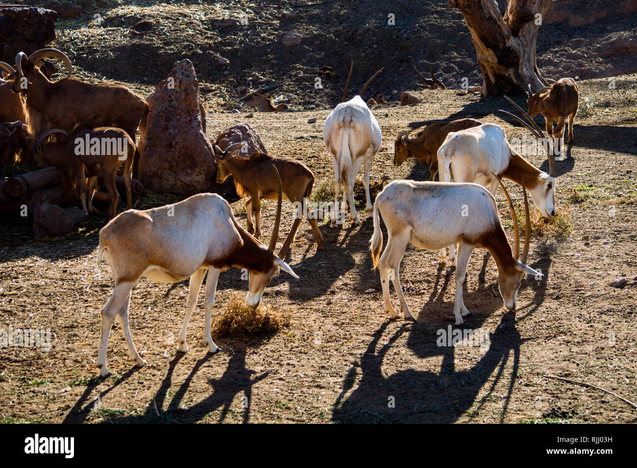 Canary goats hi-res stock photography and images - Alamy