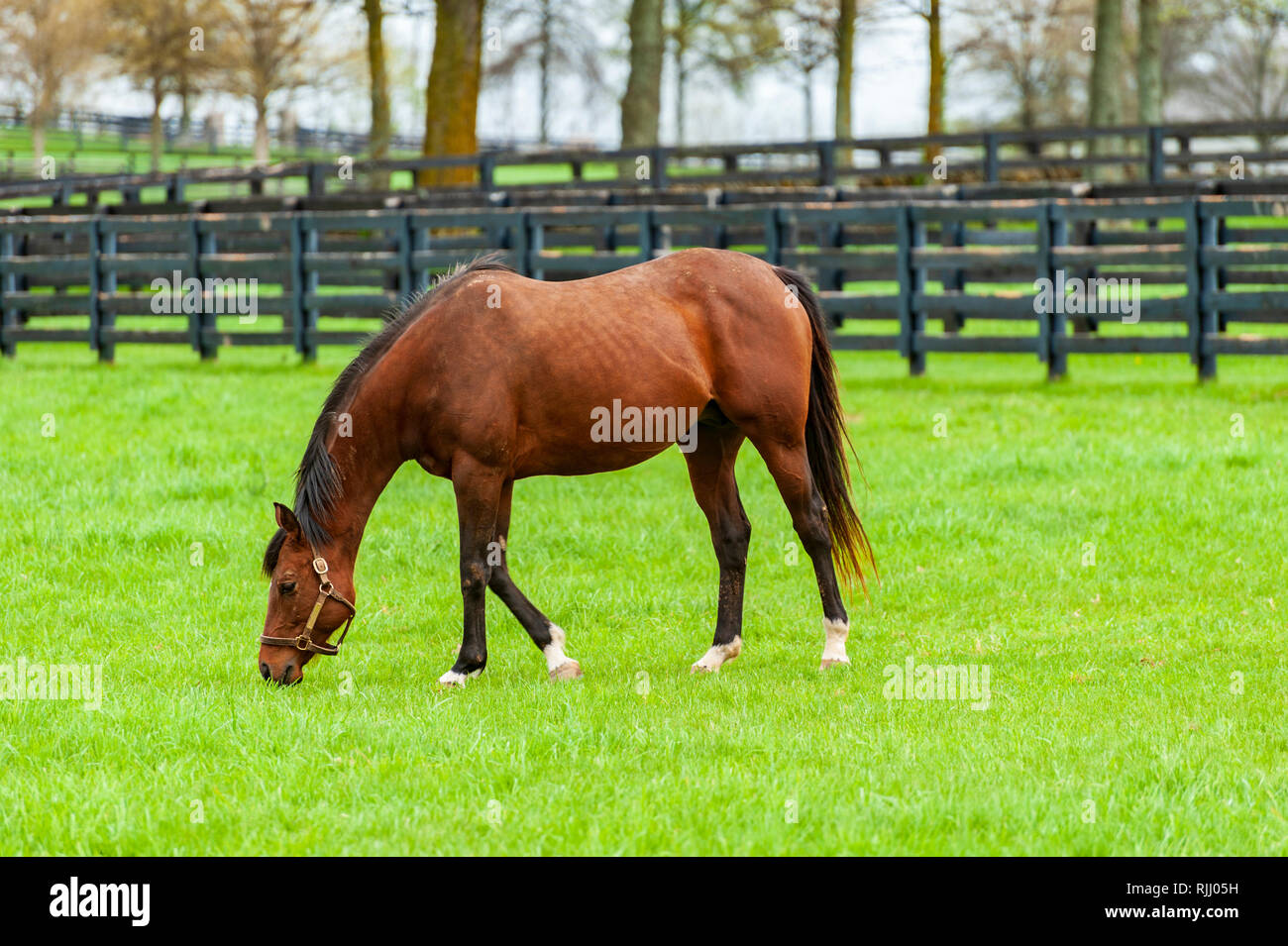 Thoroughbred horse on farm in Lexington Kentuckky Stock Photo - Alamy