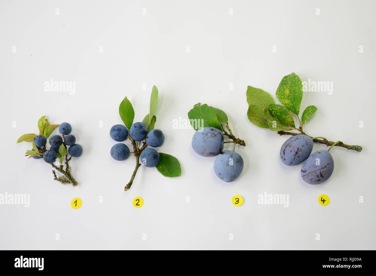 Prunus varieties no 1 blackthorn prunus spinosa hi-res stock ...