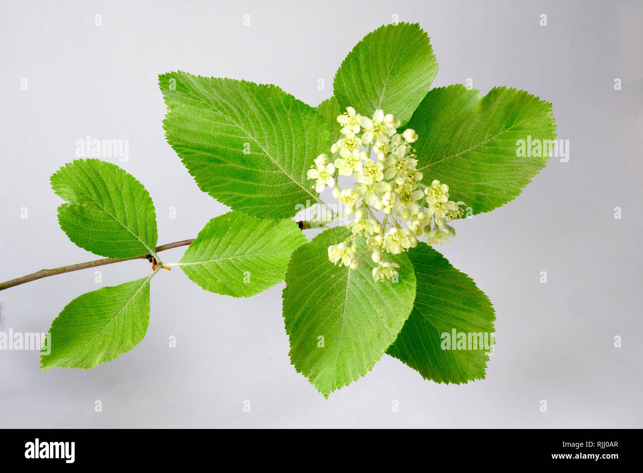 Common Whitebeam (Sorbus aria). Flowering twig. Studio picture against ...