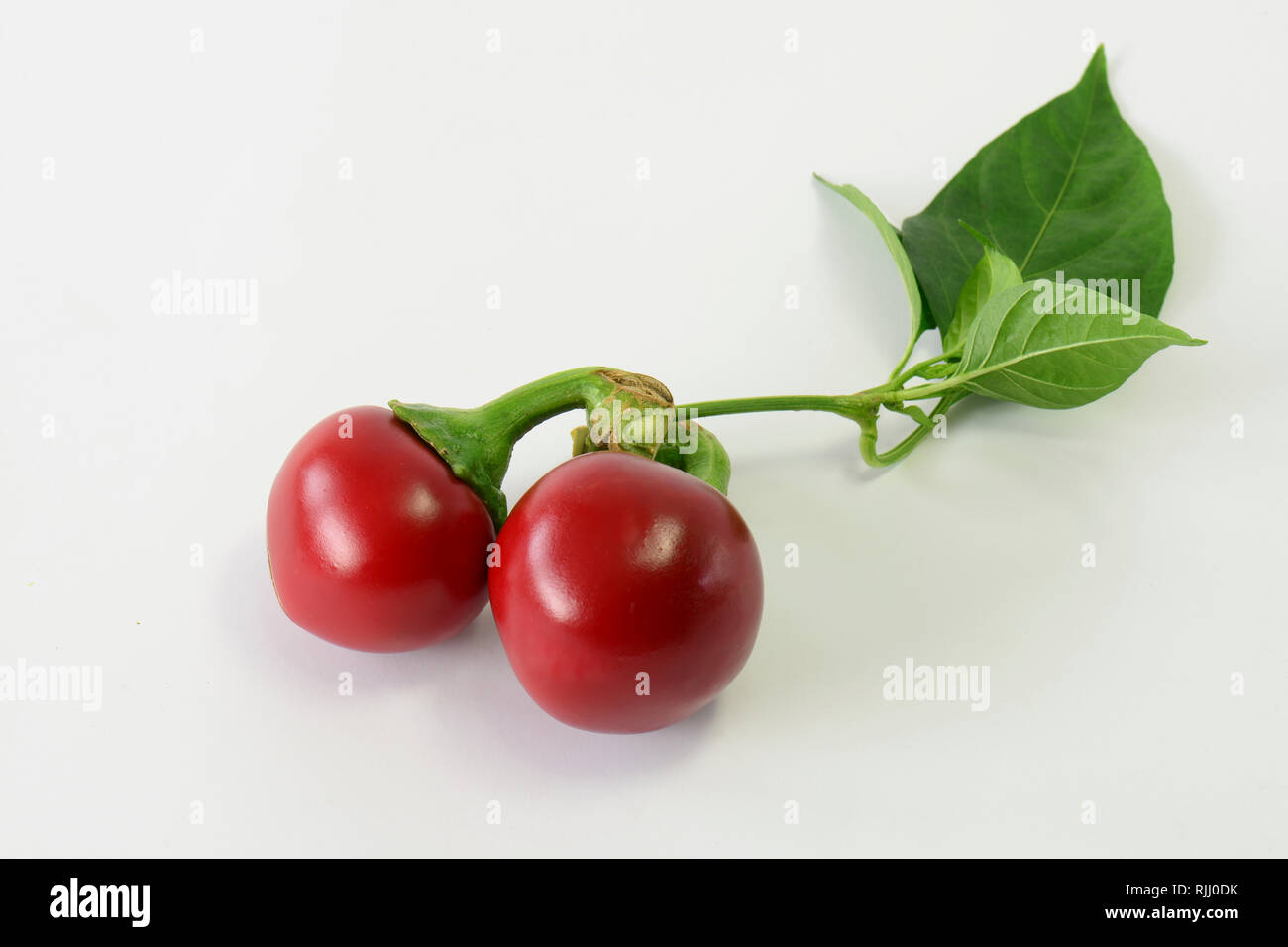 Sweet Red pepper, Pimiento (Capsicum annuum). Twig with ripe fruit ...
