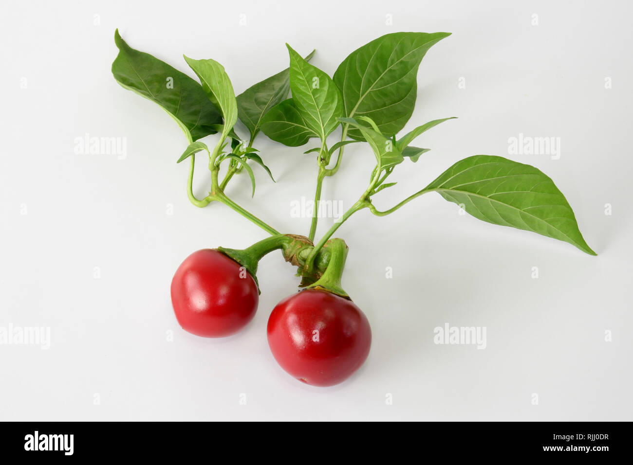 Pimiento hi-res stock photography and images - Alamy