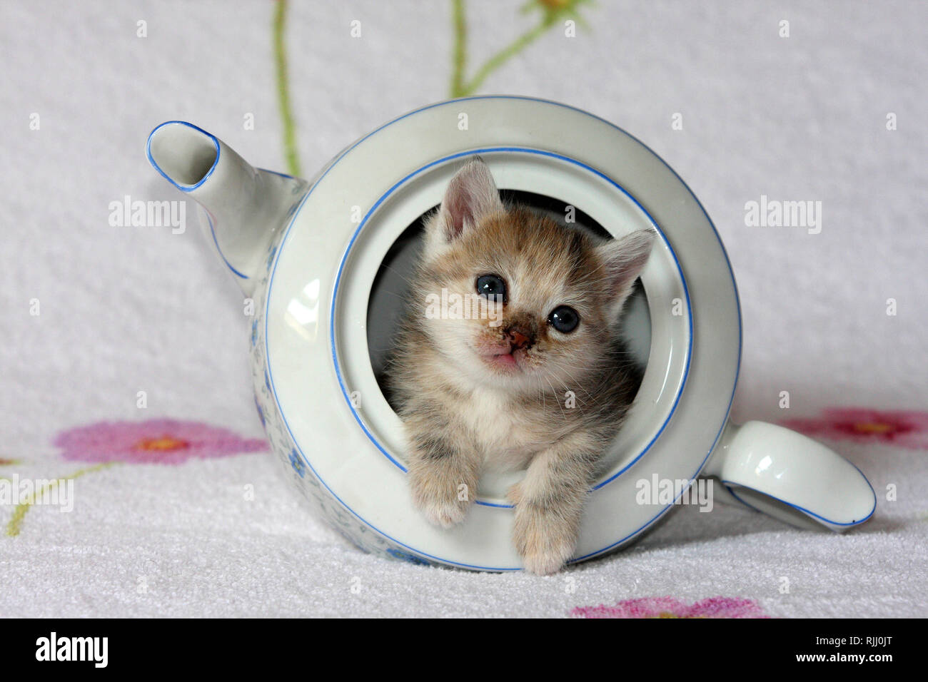 Kitten Pot High Resolution Stock Photography and Images - Alamy