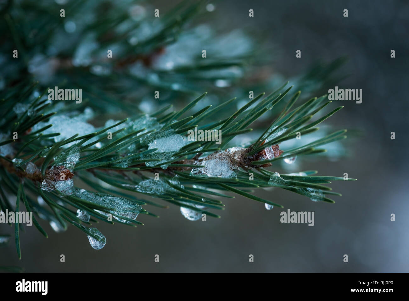 Iced fir trees hi-res stock photography and images - Alamy