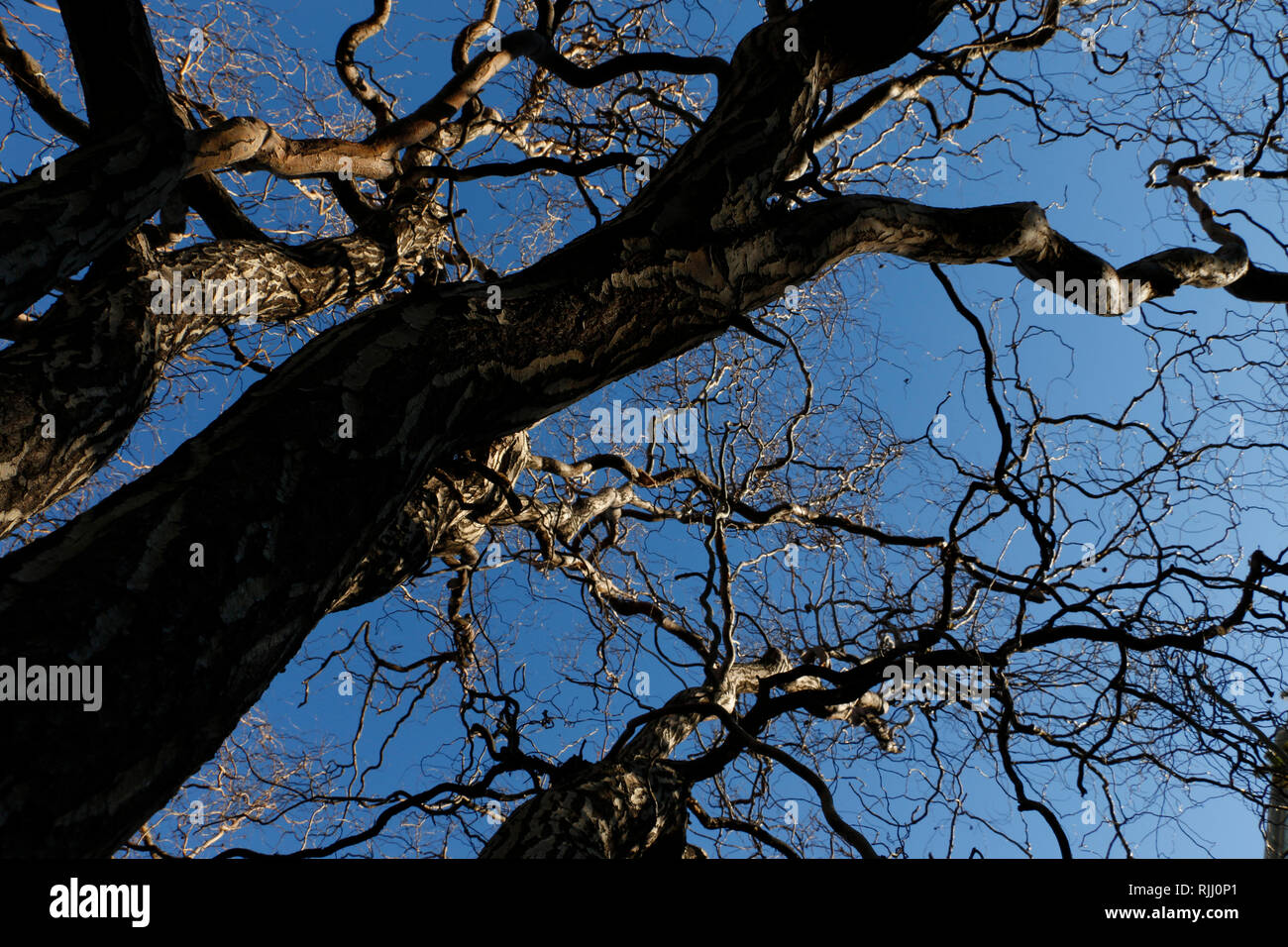 Corkscrew Willow Tree High Resolution Stock Photography and Images - Alamy