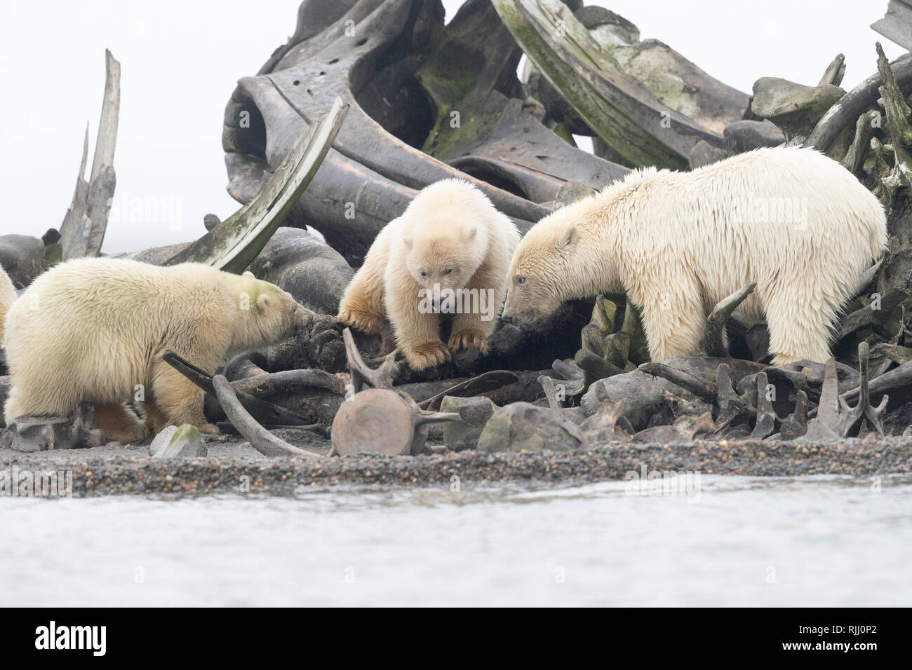 Bowhead whales hi-res stock photography and images - Alamy